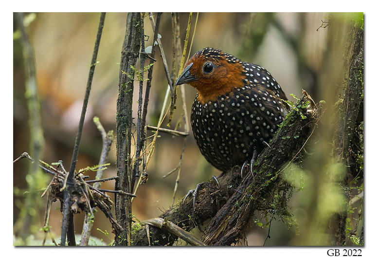 OCELLATED TAPACULO